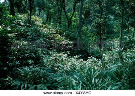 Cardamom plantation - cardamom leaves (in the foreground) and black ...