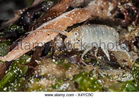 Sand hopper, Sand-hopper, Sandhopper, Greater sandhopper (Talitrus ...