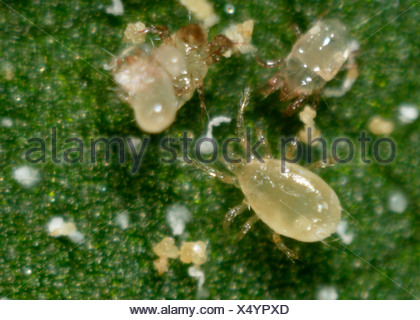 A predatory mite Amblyseius andersoni attacking a food mite Acarus siro ...