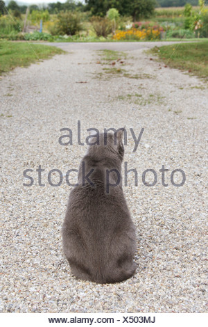 domestic cat - sitting - from behind Stock Photo - Alamy