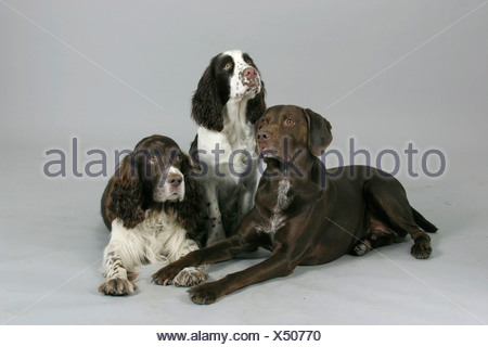 German Shorthaired Pointer and English Springer Spaniel Stock Photo ...