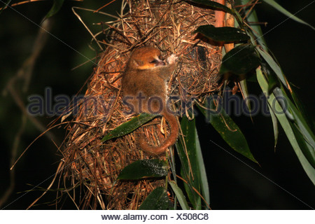 Goodman's mouse lemur (Microcebus lehilahytsara), Analamazaotra Stock ...