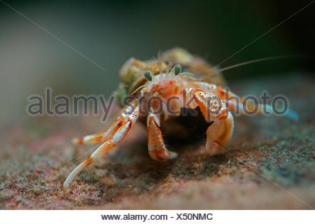 Hermit Crab - Pagurus bernhardus Stock Photo: 79806374 - Alamy