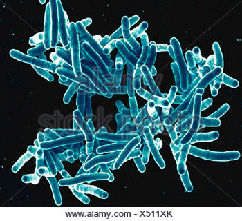 Scanning electron micrograph of Mycobacterium tuberculosis bacteria Stock Photo - Alamy