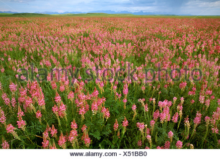Agriculture - Sainfoin, a forage and hay crop that grows along Stock ...