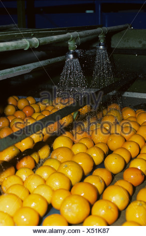 Oranges being washed up in an automatic wash machine at the department ...