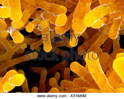 Bacteria. Illustration of a colony of bacilli, rod-shaped bacteria ...