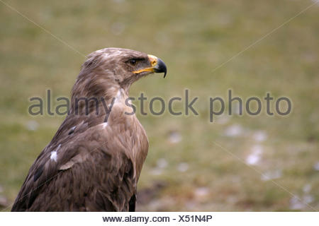 bird birds raptor eagle that emperor king adler-portrt aquila goldadler ...