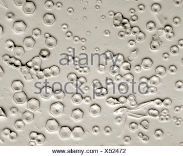 Oligomer Crystals from Dyed Polyester Fibers, Oblique Transmitted Stock ...