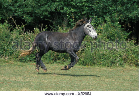 Mule, Crossbreed of a Male Donkey and a Female Horse Stock Photo ...