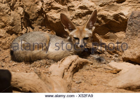Israel, Negev Desert, Blanford's Fox (Vulpes cana) a small fox found in ...