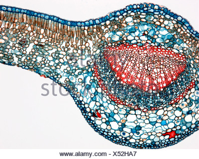 Tea leaf. Light micrograph of a section through the midrib of a tea ...