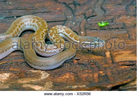 Common house snake, Common brown house snake (Boaedon fuliginosus ...