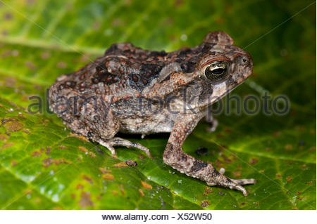 Juvenile Cane Toad Bufo marinus Panama Stock Photo: 75516234 - Alamy