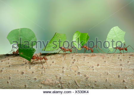Leafcutter Ant (Atta cephalotes) Trinidad & Tobago TT February 2017 ...