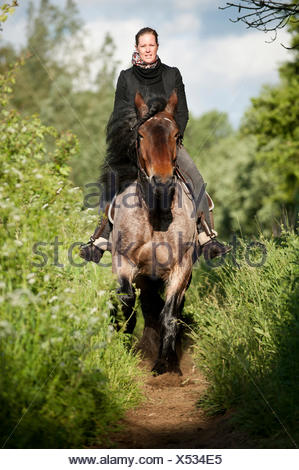 Woman riding a Belgian Draft horse Stock Photo: 60237604 - Alamy