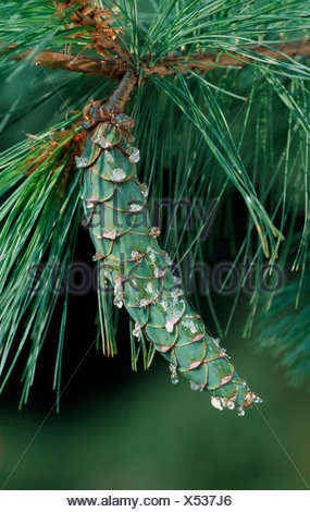 A weeping white pine, Pinus strobus 'Pendula' on the west side Stock ...