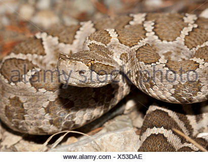 Canada, British Columbia, Kamloops, rattlesnake warning sign at Stock ...