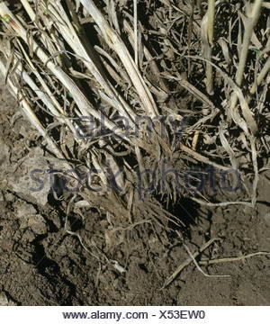 Take all Gaeumannomyces graminis diseased wheat roots Stock Photo ...