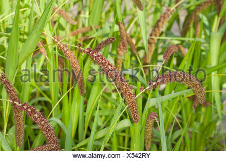 Bristlegrass, Plains Bristle Grass, Plains Bristlegrass, Streambed ...