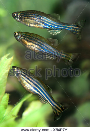 Zebra Danio, Zebrafish (Brachydanio rerio, Danio rerio), swarm in an ...