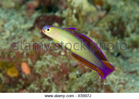 Purple Fire Goby, Nemateleotris decora, Indian Ocean, Maldives Stock ...