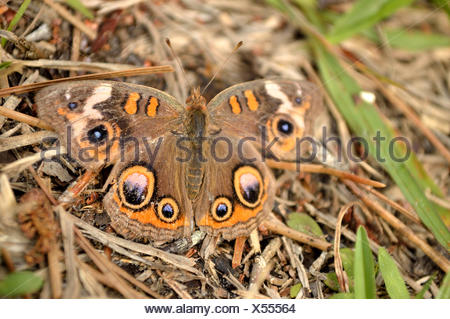 Blue Common Buckeye Butterfly Junonia Coenia Stock Photo: 56109466 - Alamy