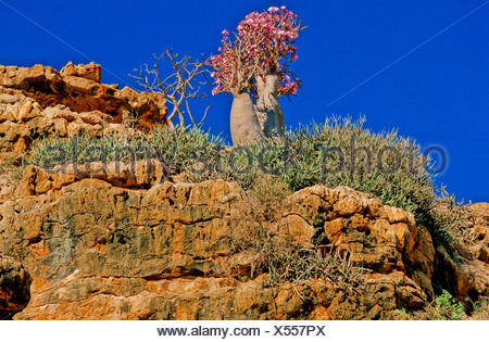 Socotran Desert Rose Adenium Obesum Socotranum Socotra Island Yemen ...