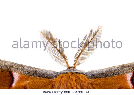 Polyphemus moth [Antheraea polyphemus] Stock Photo - Alamy