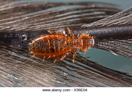 Bird louse, Feather lice, Feather louce (Dennyus hirundinis Stock Photo ...