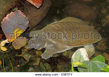 Chinese Softshell Turtle (Pelodiscus sinensis). On land. Head and Stock ...
