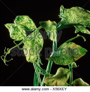 PEMV, Pea enation mosaic virus symptoms on a pea plant Stock Photo - Alamy