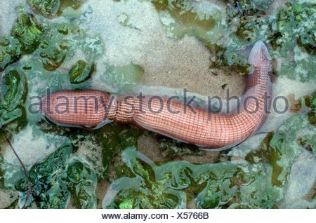 Marine worm, Peanut worm (Sipunculus nudus), lying in shallow water ...