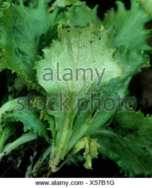 Downy mildew Bremia lactucae mycelium developing on a lettuce leaf ...