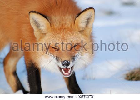 Portrait of a fox growling, Canada Stock Photo: 74102827 - Alamy