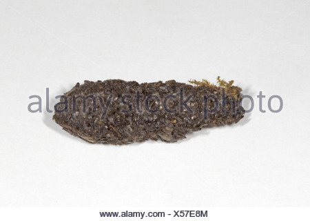 HEDGEHOG DROPPINGS Stock Photo - Alamy