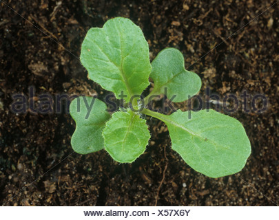 Charlock (Sinapis arvensis) seedling with third true leaf forming Stock ...