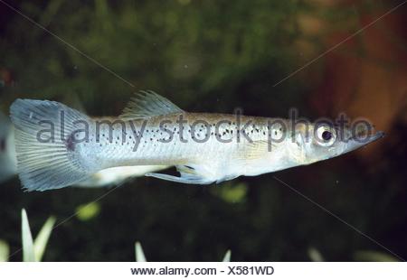 pike top minnow, pike killifish (Belonesox belizanus), youngs beeing ...