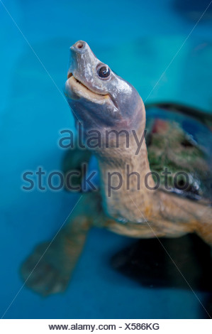 Male Painted terrapin (Batagur borneoensis) at turtle Rearing and Stock ...