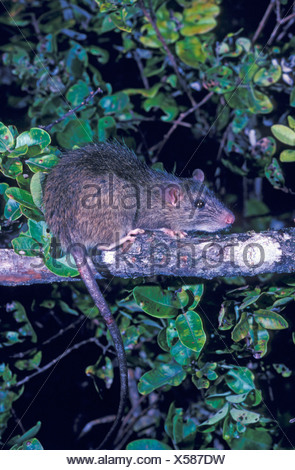 Black rat, Rattus rattus. Introduced to Hawaii in the 1800's is an ...