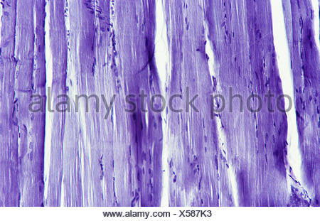 Skeletal muscle tissue longitudinal section under a microscope Stock ...