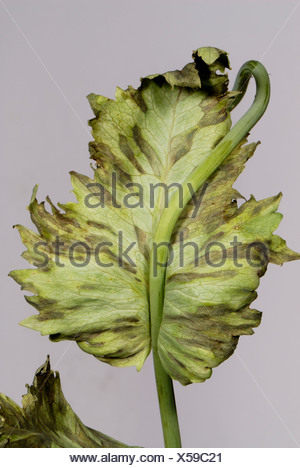 Downy mildew Peronospora arborescens symptoms on opium poppy Papaver ...