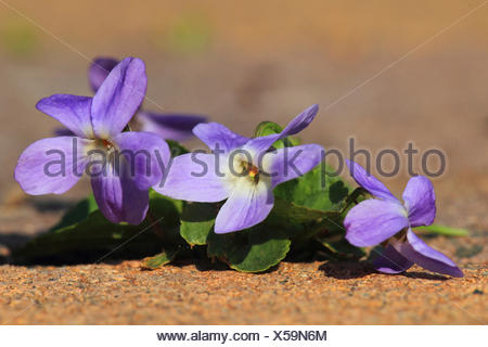English violet, Sweet violet (Viola odorata), flower, Germany Stock ...