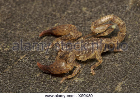 Chaerilus pictus Family : CHAERILIDAE . An extremely RARE species of ...