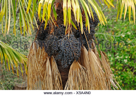 Trachycarpus fortunei. Chusan palm fruits on the tree Stock Photo ...