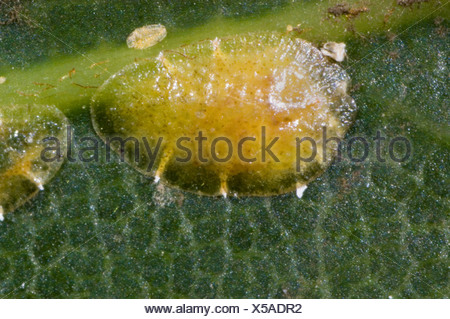 Plum scale, European Fruit Lecanium (Parthenolecanium corni), on oak ...
