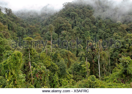 Rainforest in Kachin State, Myanmar Stock Photo - Alamy