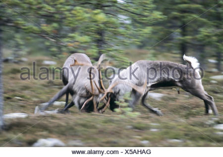 Bull Reindeer fighting in the rutting season Stock Photo: 103490718 - Alamy