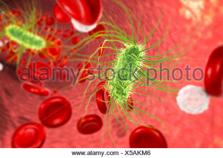 Escherichia coli bacteria in blood, computer illustration. E. coli is ...
