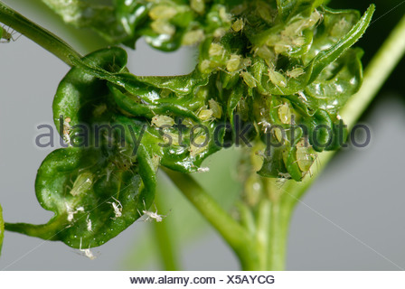 Glasshouse potato aphid Aulacorthum solani damage to growing tip of a ...
